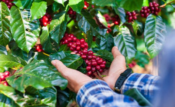 How to Grow Coffee Beans | Melbourne Coffee Beans